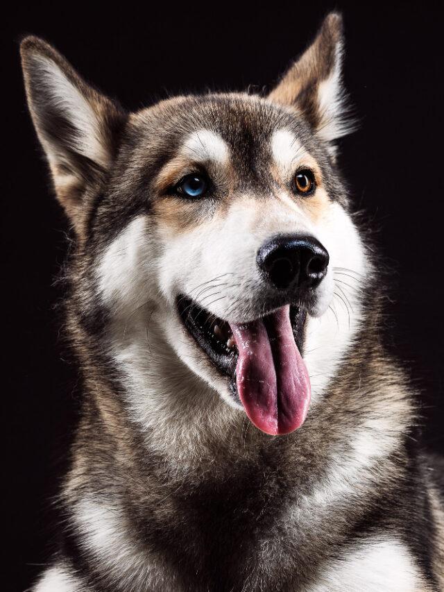 Husky Siberiano Cinza Claro Por Que Os Huskies Siberianos Têm Olhos