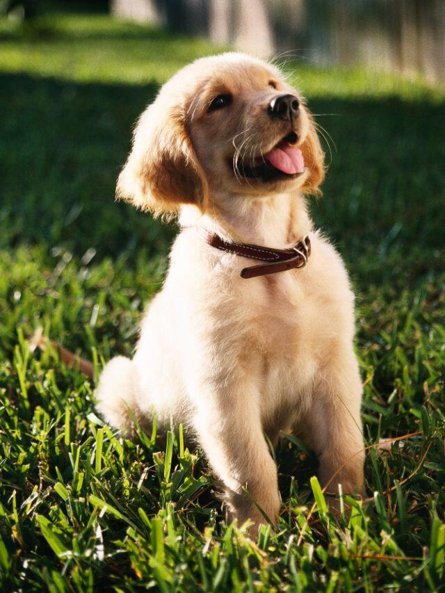 Tudo sobre o Golden Retriever